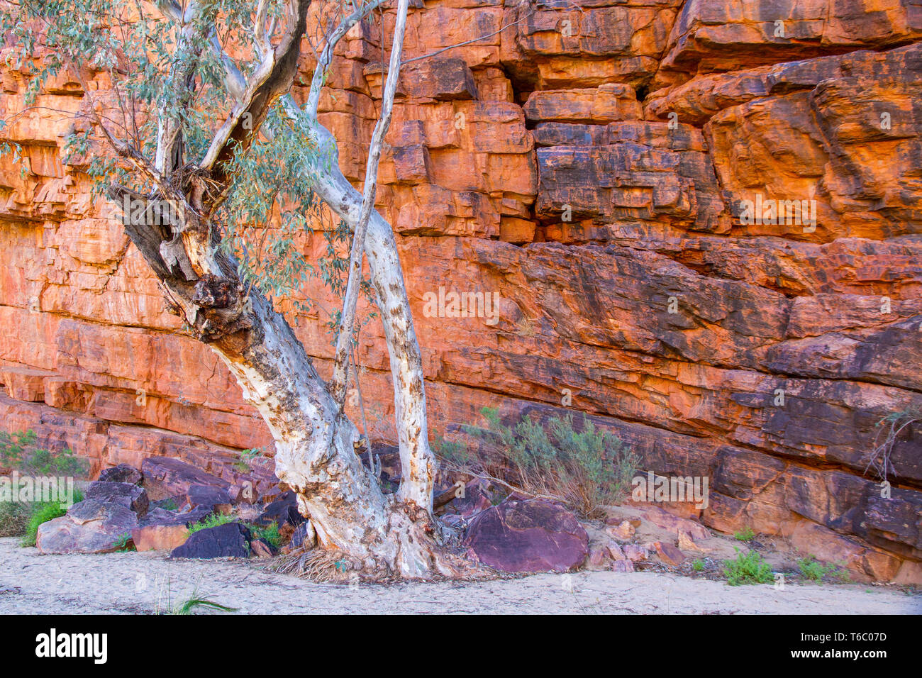 River Red Gum Stock Photo - Alamy