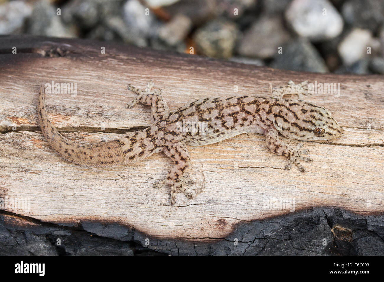 Common Tree Dtella Stock Photo - Alamy