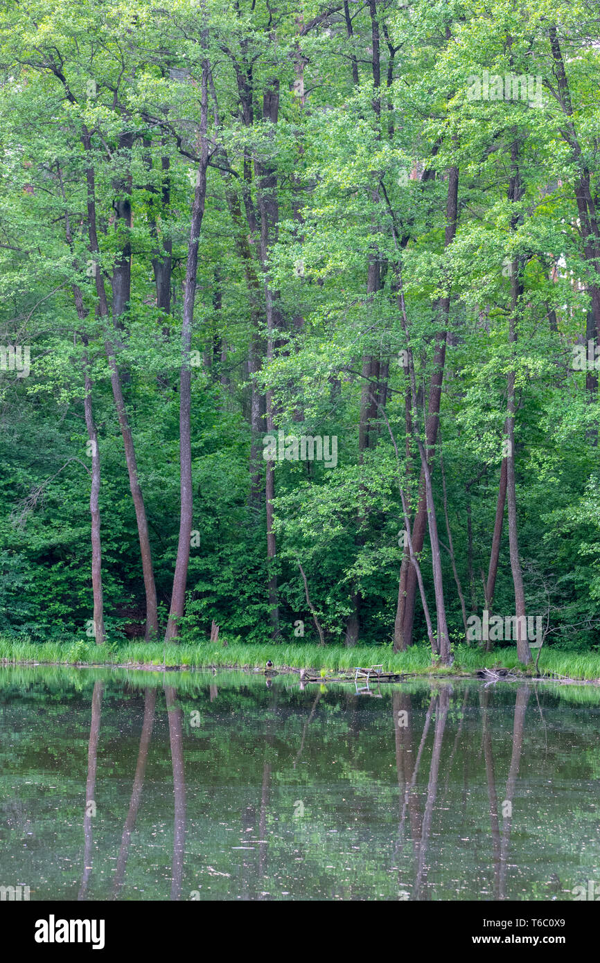 Trees with green leaves over a calm lake surface in summer Stock Photo ...