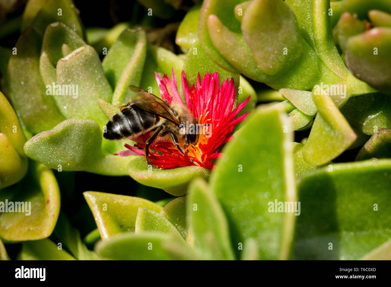 Close-up, macro photo of a bee on the blooming red flower in succulents ...