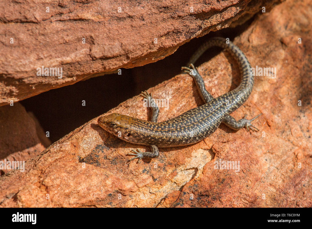 Central Ranges Rock Skink Stock Photo - Alamy