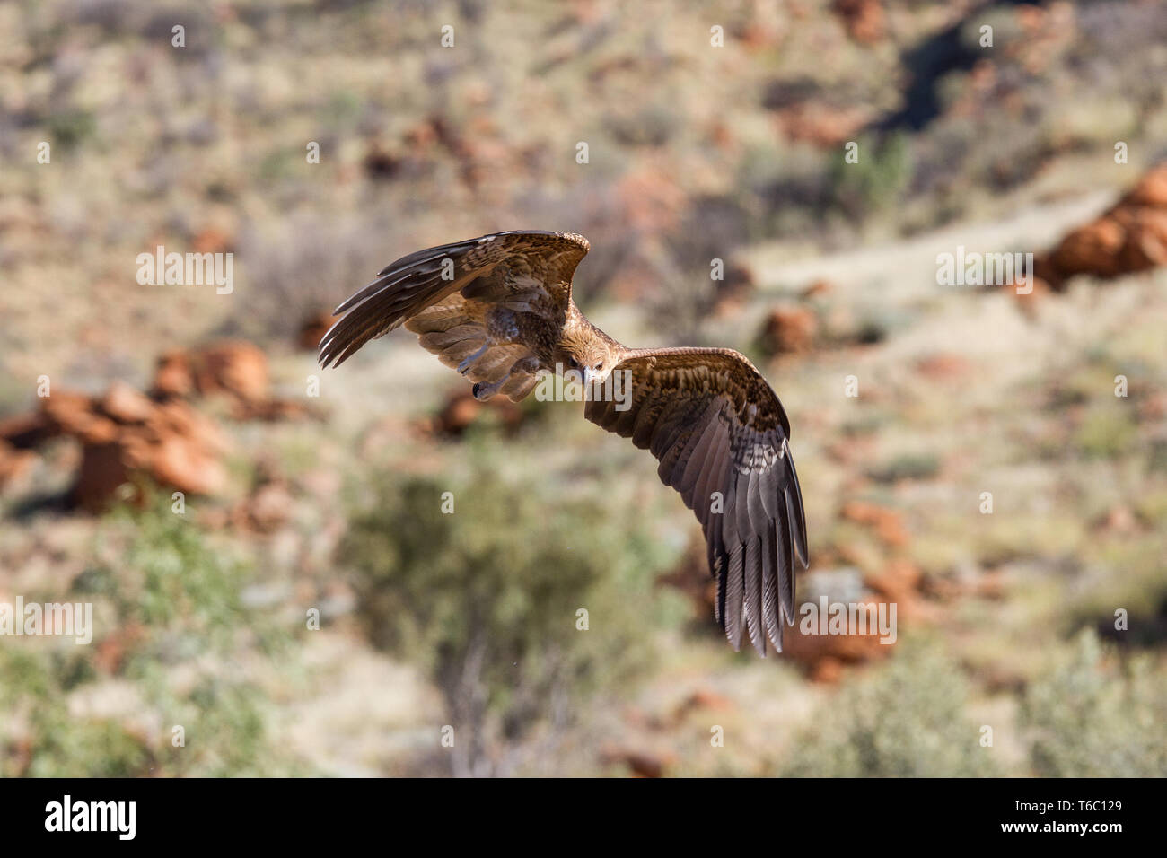 Whistling kite hi-res stock photography and images - Alamy