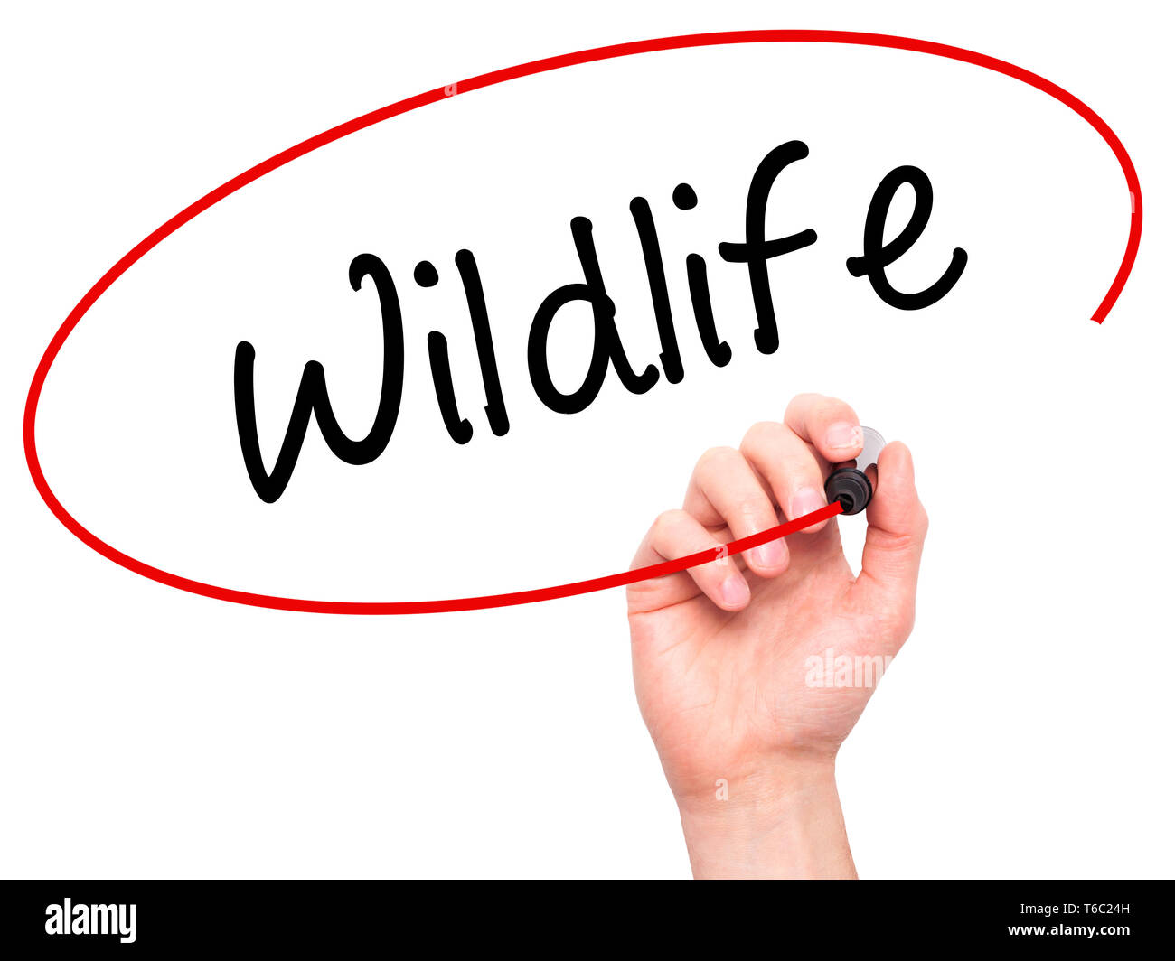 Man Hand writing Wildlife with black marker on visual screen Stock ...