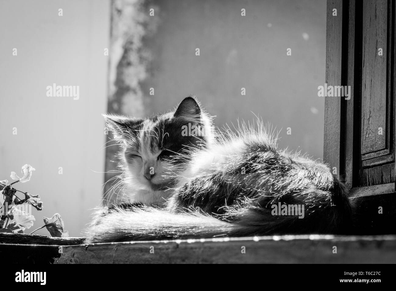 Close-up photo of tricolor cat. Kitten sitting in the sunlight. Sleepy ...