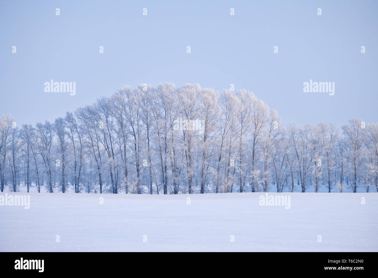 Forest belt of poplar trees under hoarfrost in snow field in winter ...