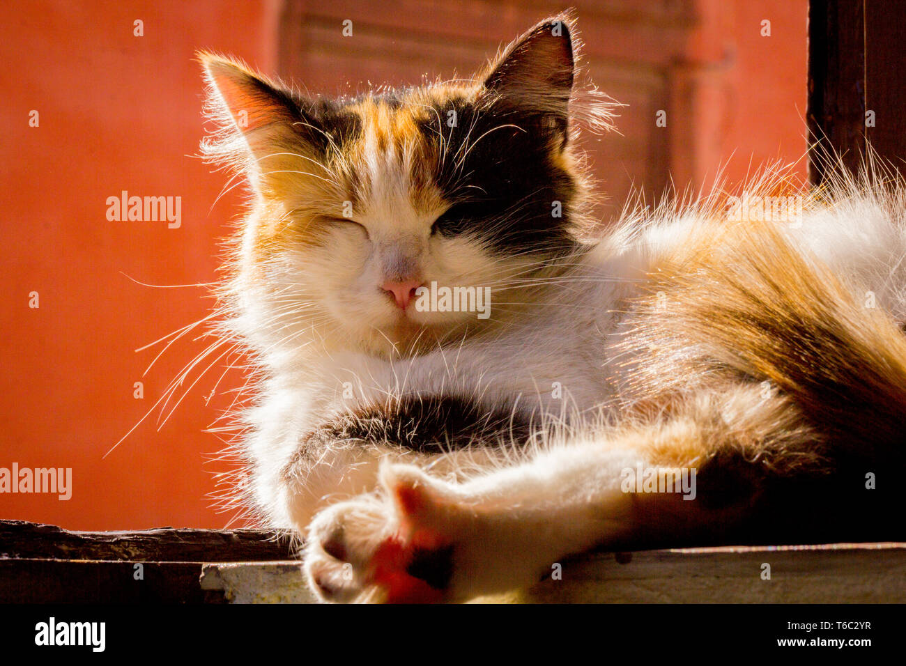 Sleepy sun hi-res stock photography and images - Alamy