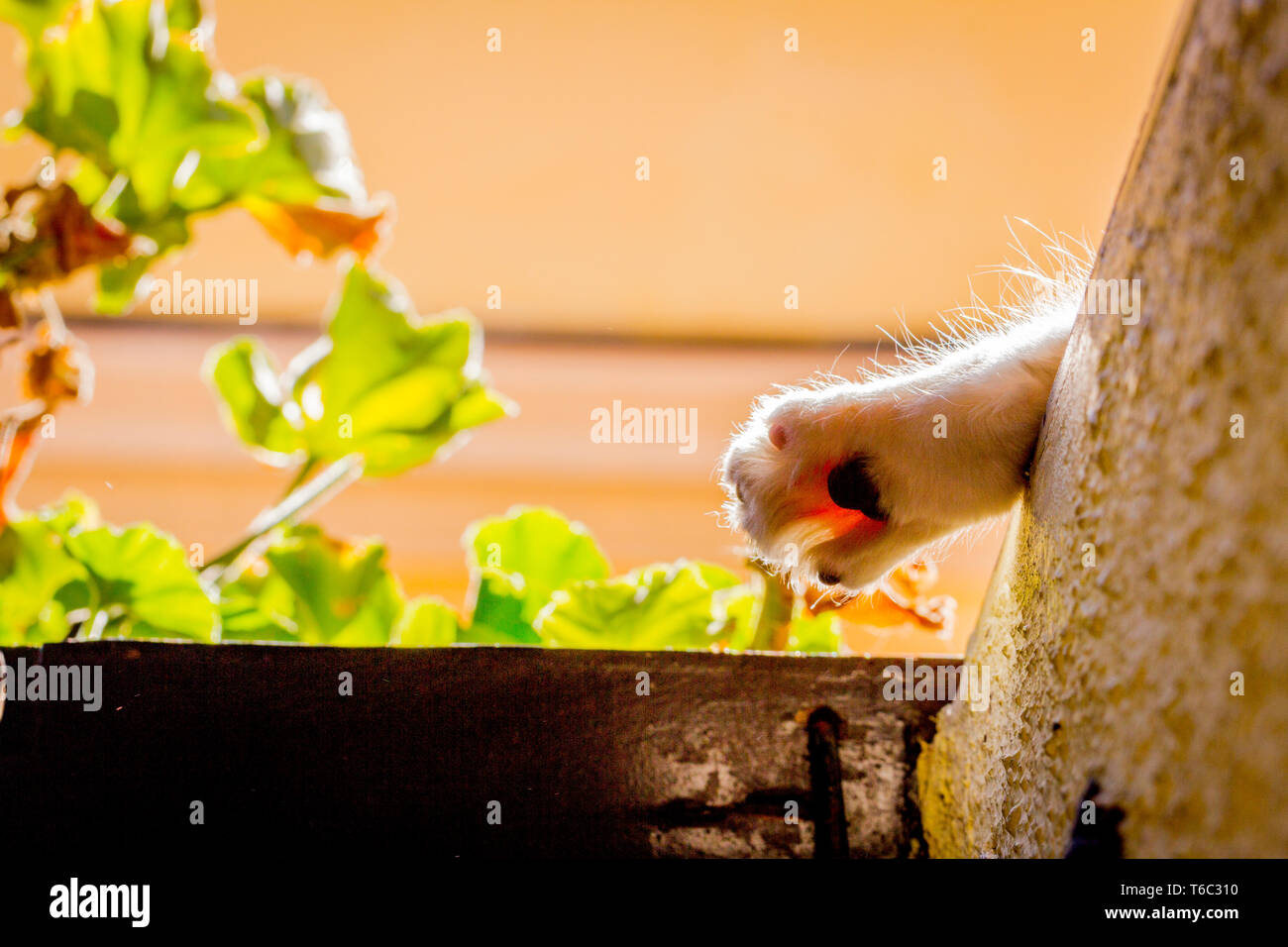 Close-up photo of paw the cat in the sunlight. Sleepy, lazy cat ...