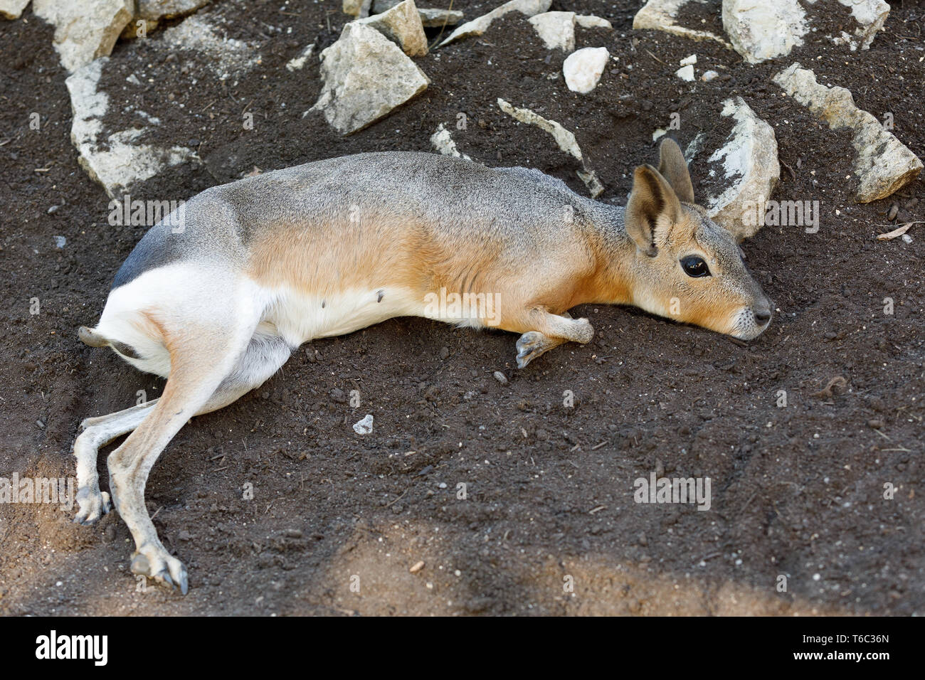 Patagonian Mara (Dolichotis patagonum Stock Photo - Alamy