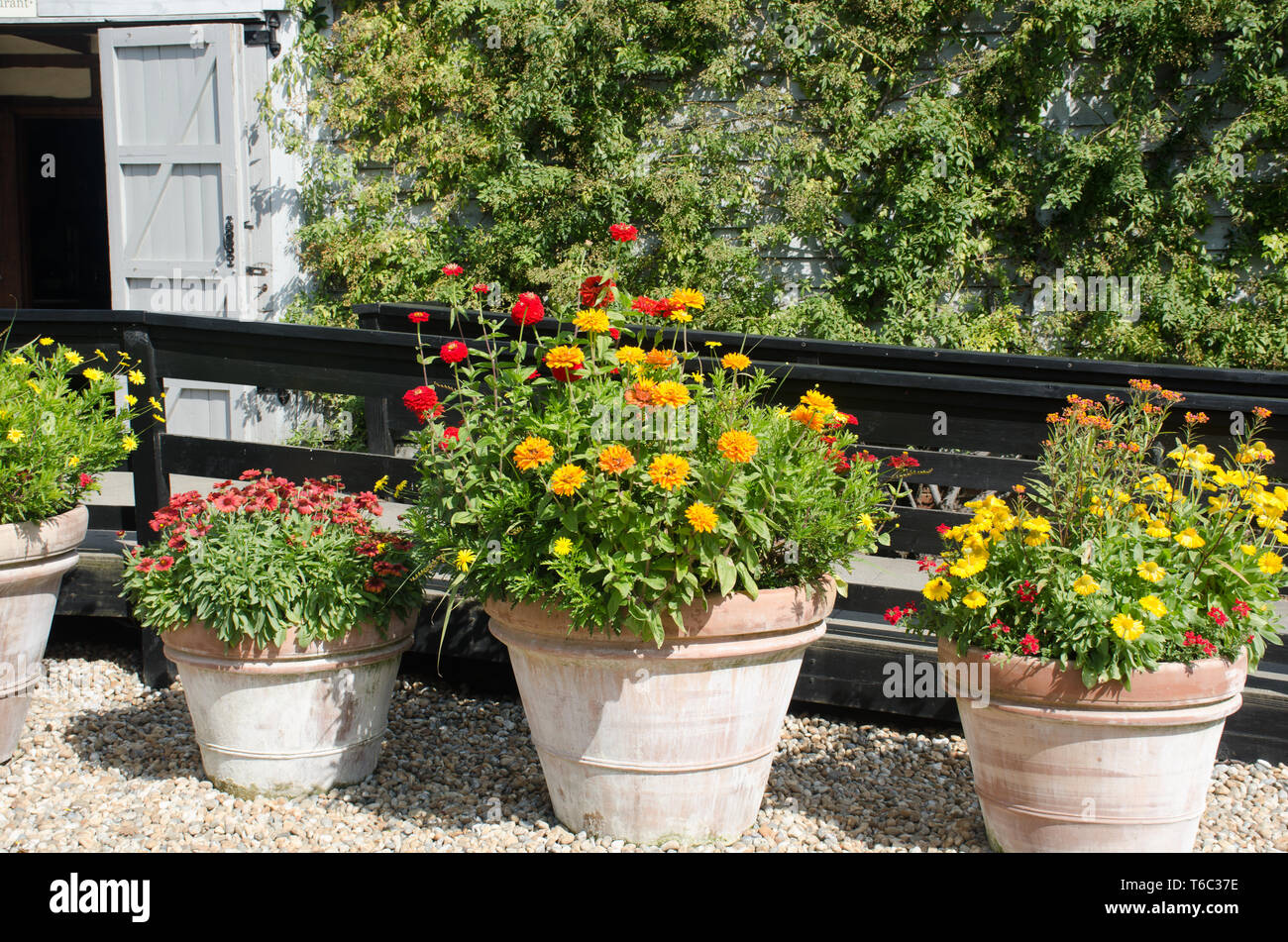 Orange and red flowers in terracotta pots Stock Photo - Alamy