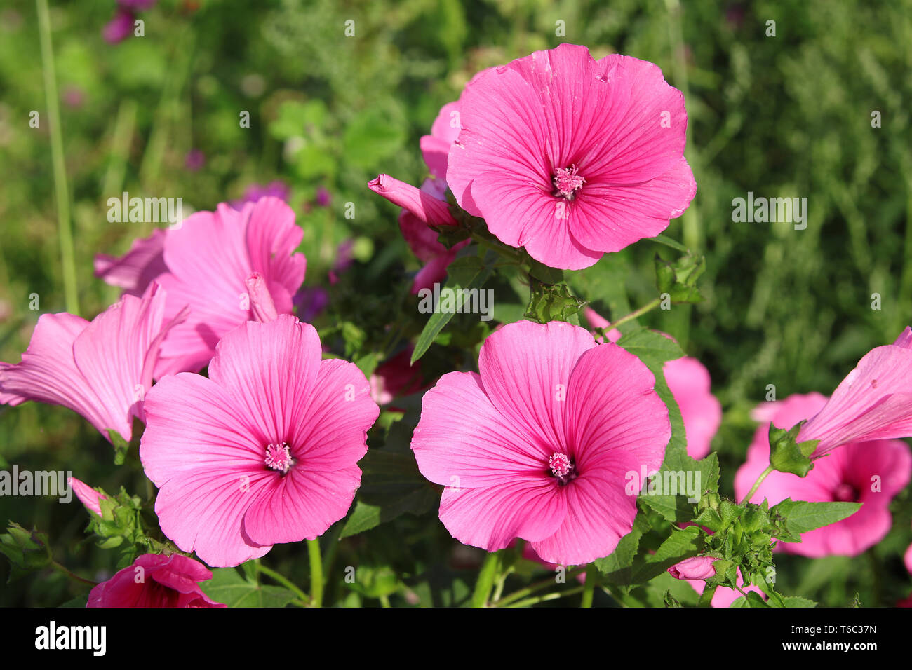 Mallows hi-res stock photography and images - Alamy