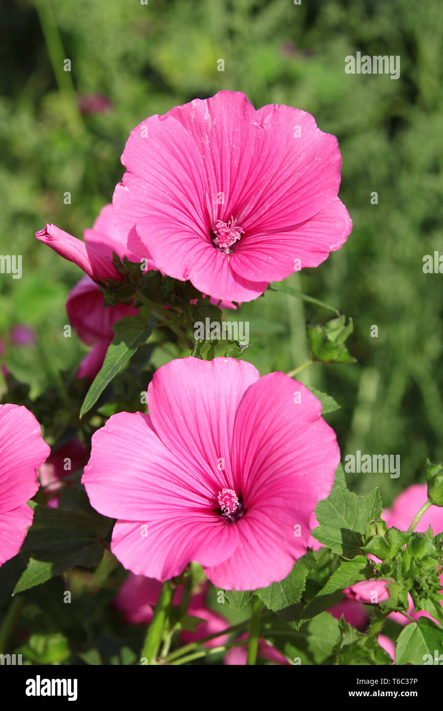 Mallows hi-res stock photography and images - Alamy