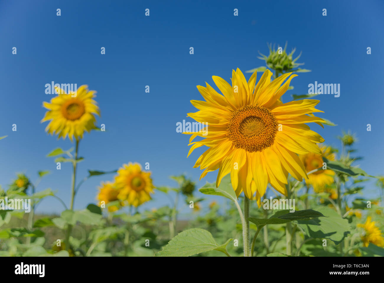 Floral sunflower seed hi-res stock photography and images - Alamy