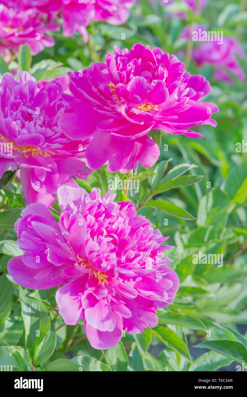 Large fragrant peony hi-res stock photography and images - Alamy