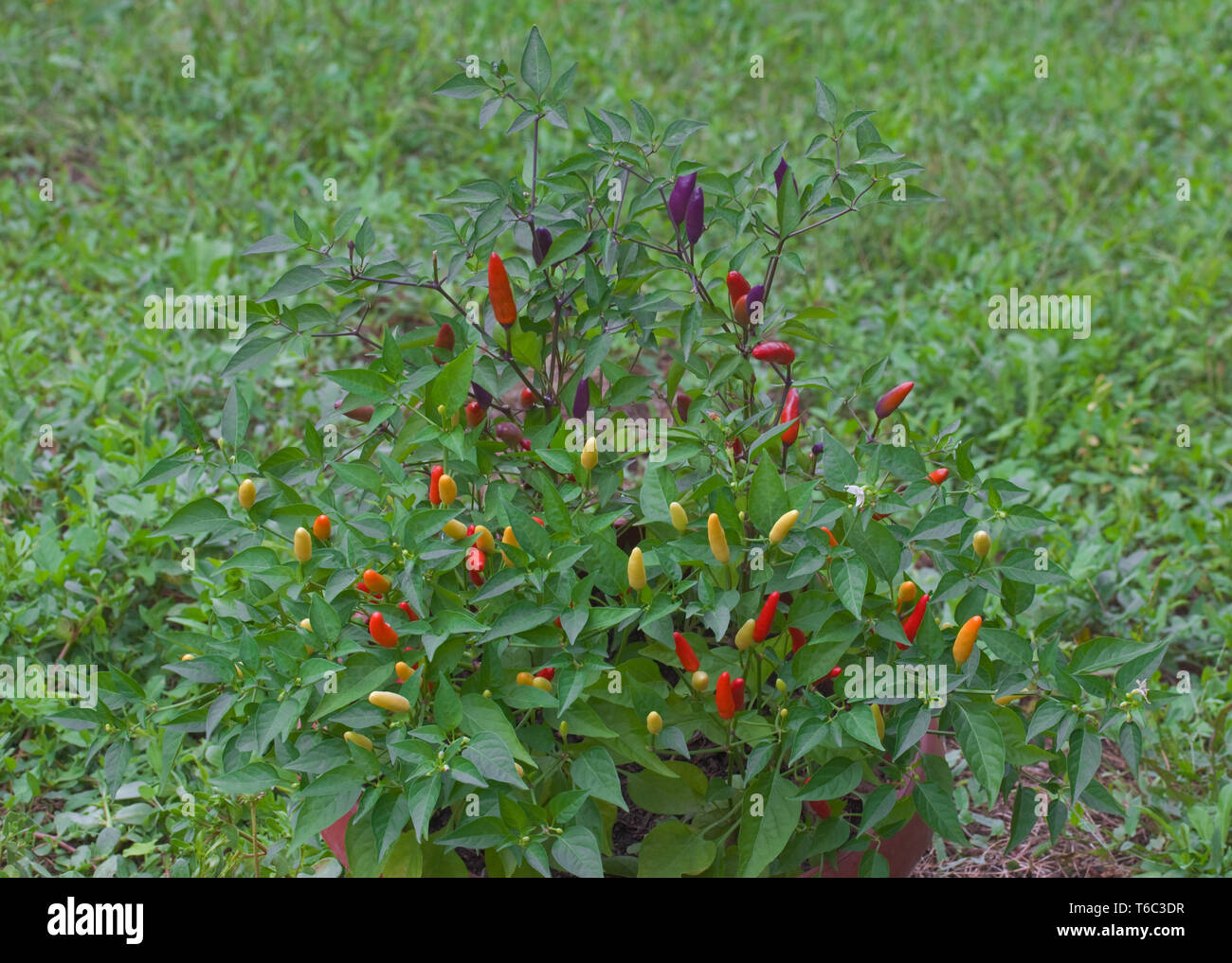 Tabasco Chilli Bush Stock Photo - Alamy