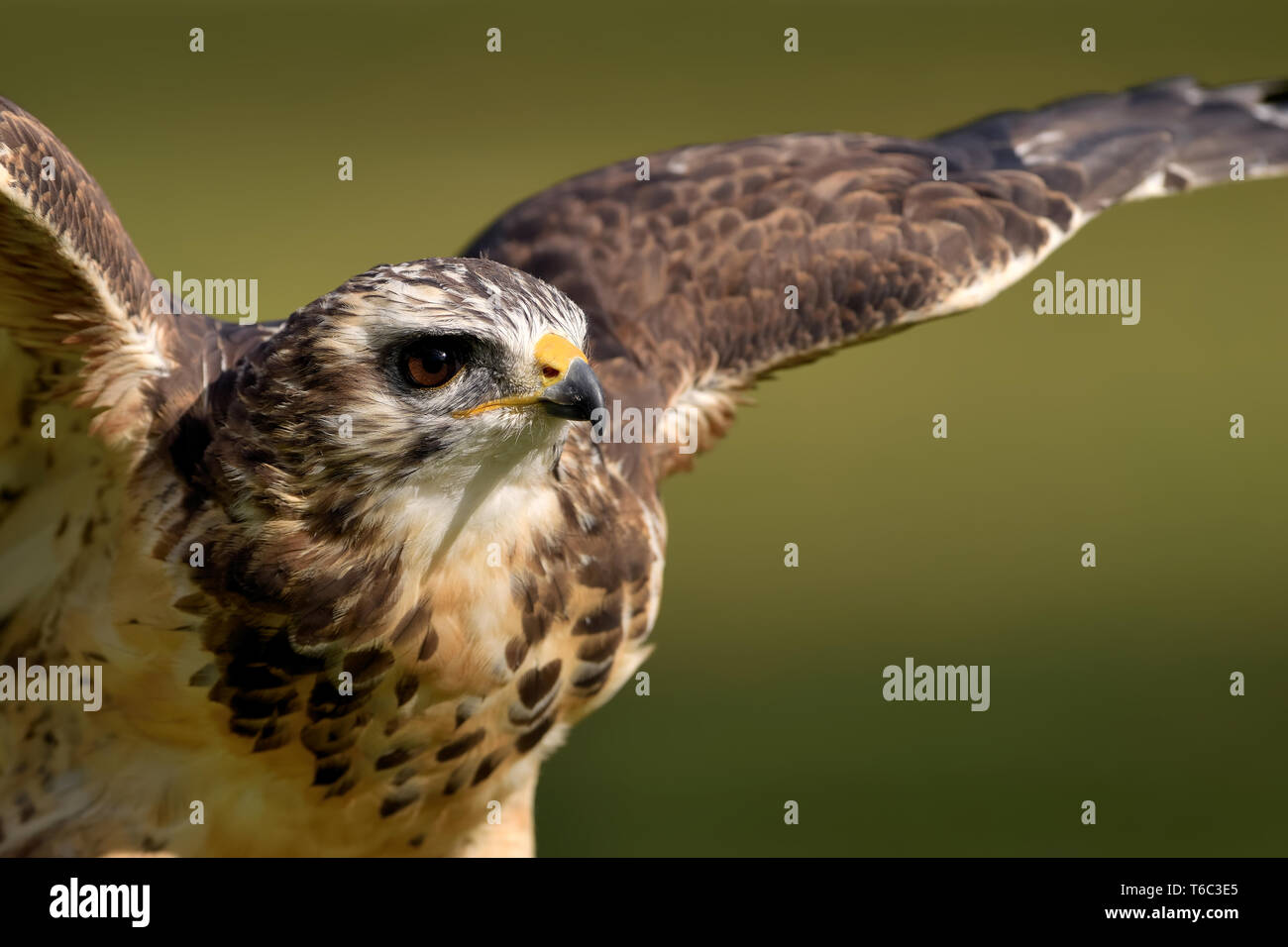 Common buzzard close up eye hi-res stock photography and images - Alamy