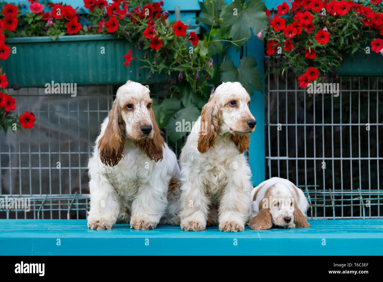 purebred English Cocker Spaniel with puppy Stock Photo - Alamy