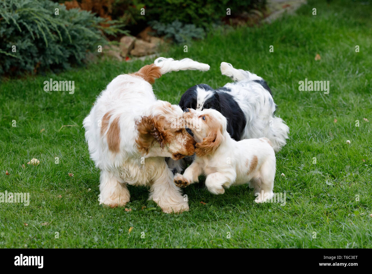 purebred English Cocker Spaniel with puppy Stock Photo - Alamy