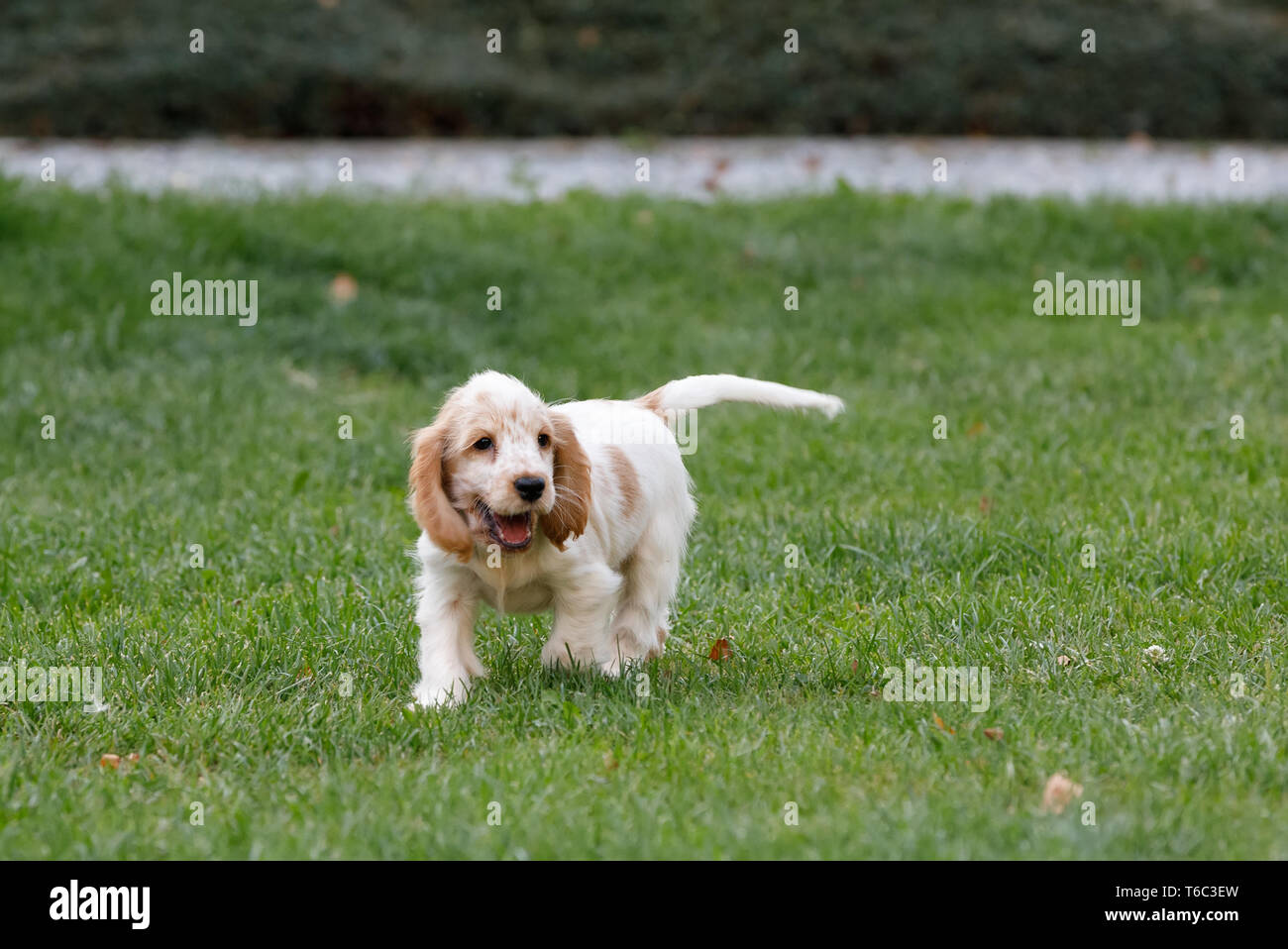 purebred English Cocker Spaniel puppy Stock Photo - Alamy