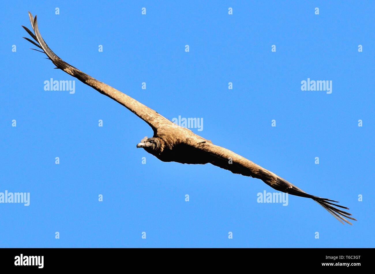 Andean condor wingspan hi-res stock photography and images - Alamy