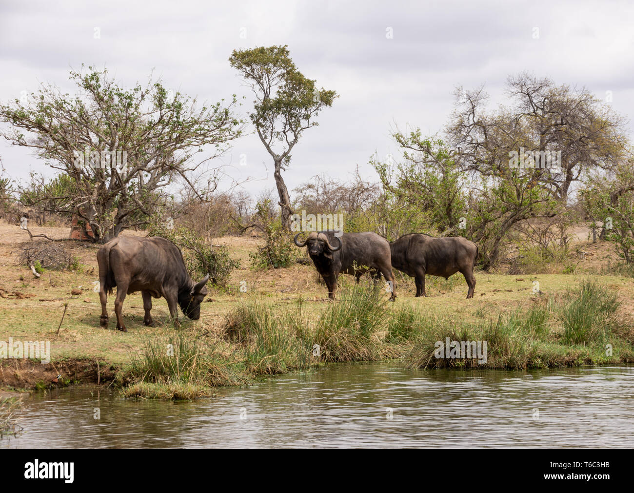 Cape Buffalo on a riverbank in Southern African savanna Stock Photo - Alamy