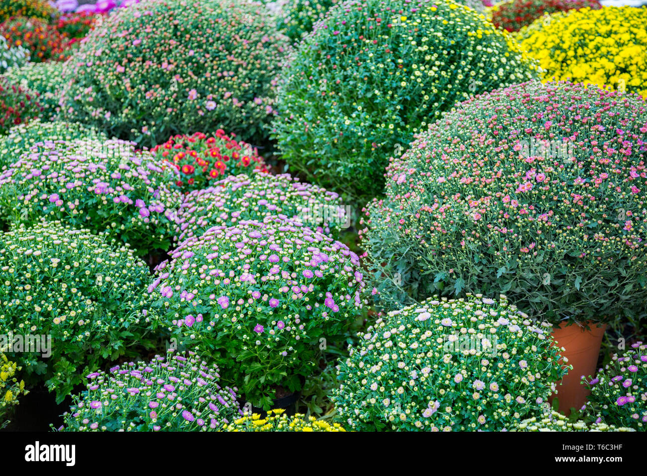 Bright plants in the flowerbed Stock Photo - Alamy