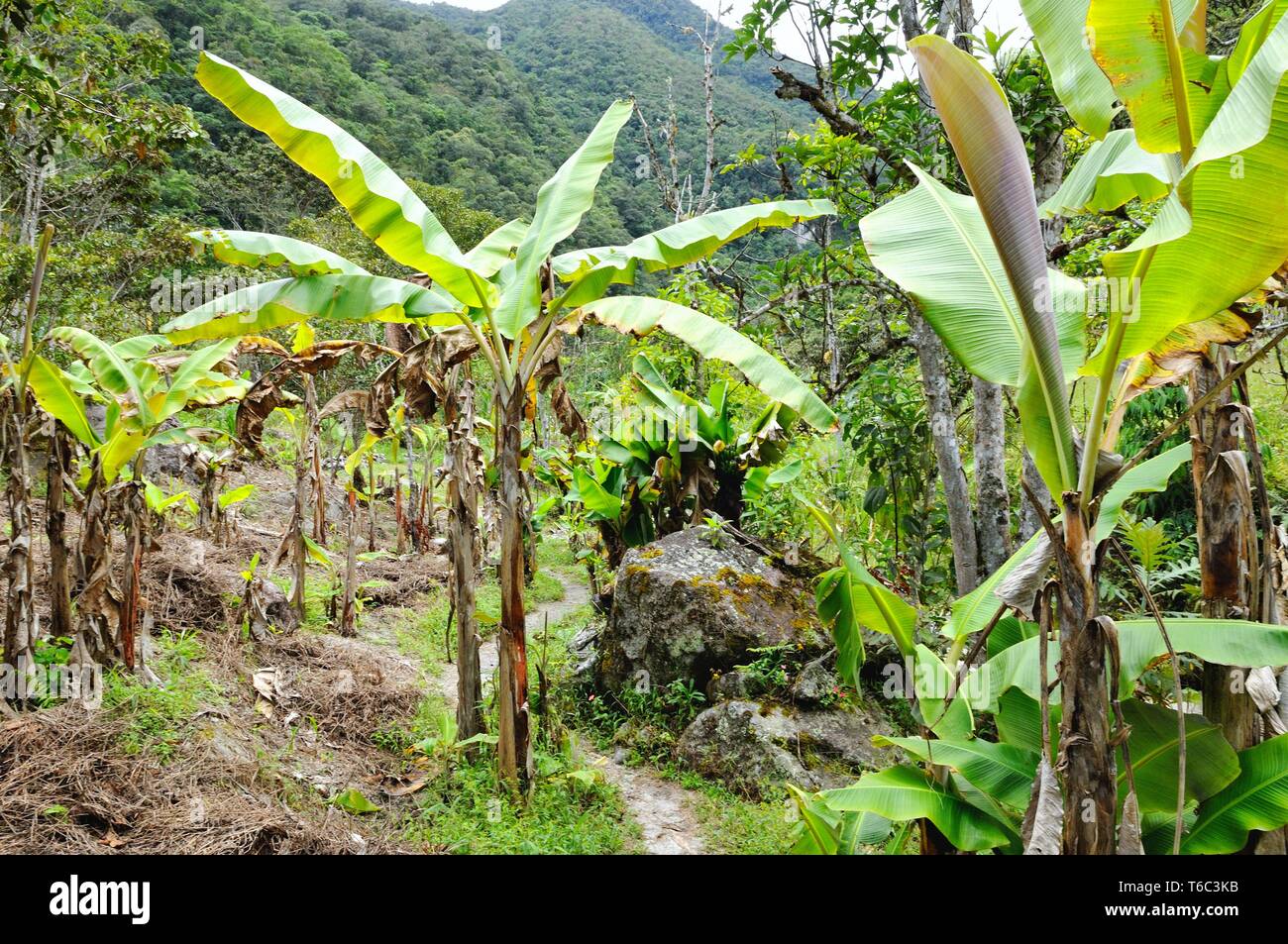 Banana plantation in the rainforest PERU Stock Photo - Alamy