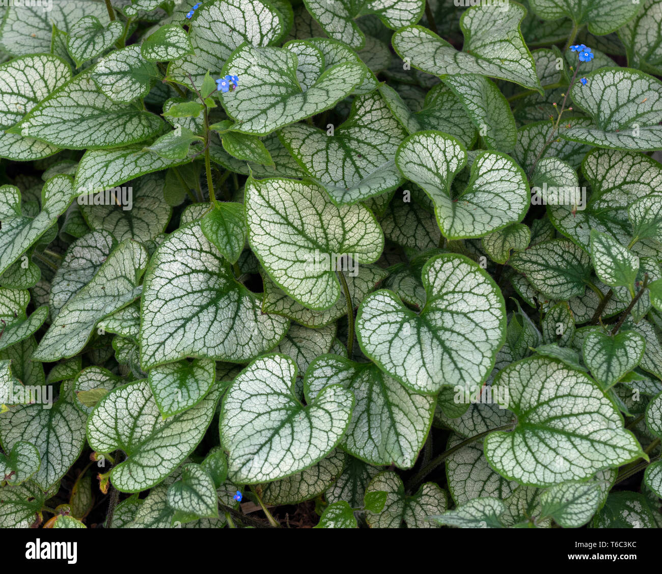 Brunnera macrophylla 'Jack Frost' Stock Photo - Alamy