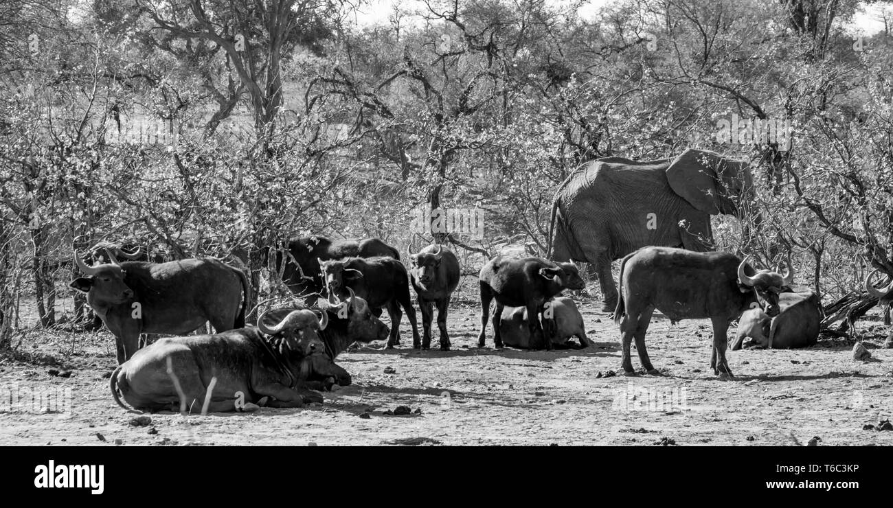 Buffalo herd africa Black and White Stock Photos & Images - Alamy