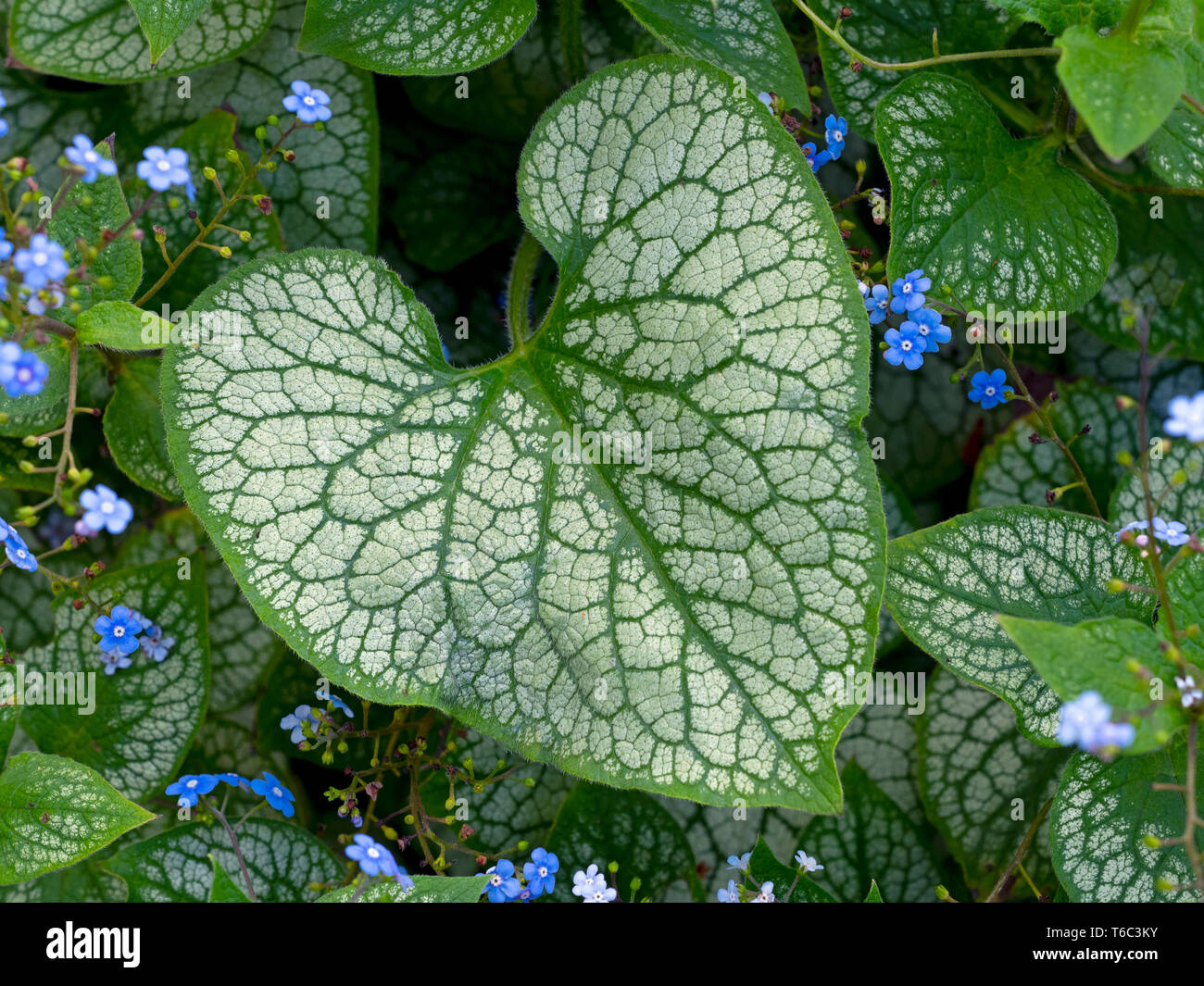 Brunnera macrophylla 'Jack Frost' Stock Photo - Alamy
