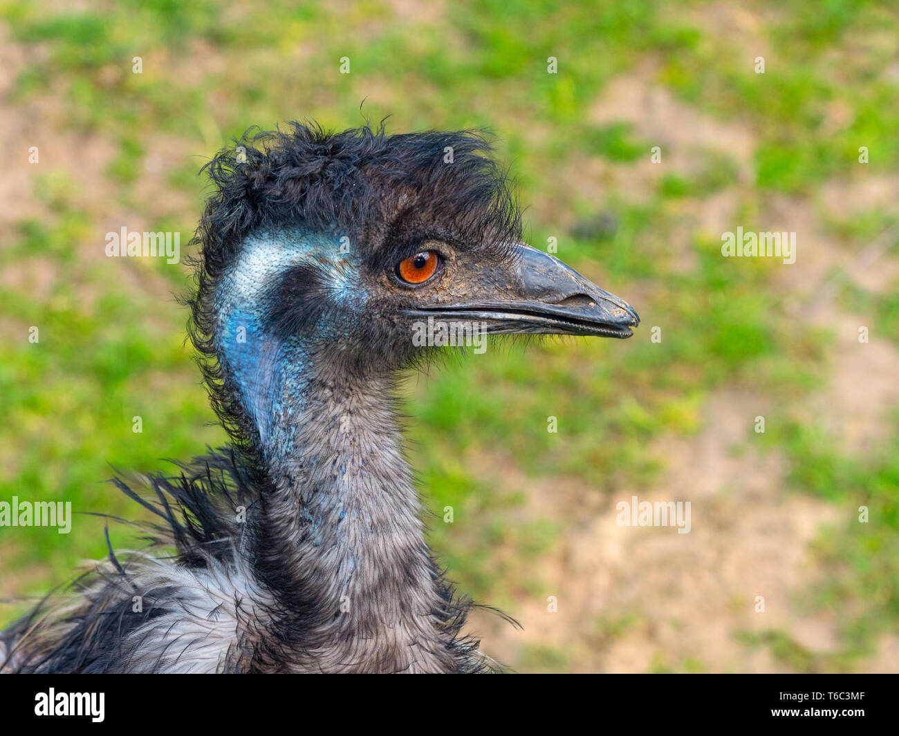 Emu population hi-res stock photography and images - Alamy