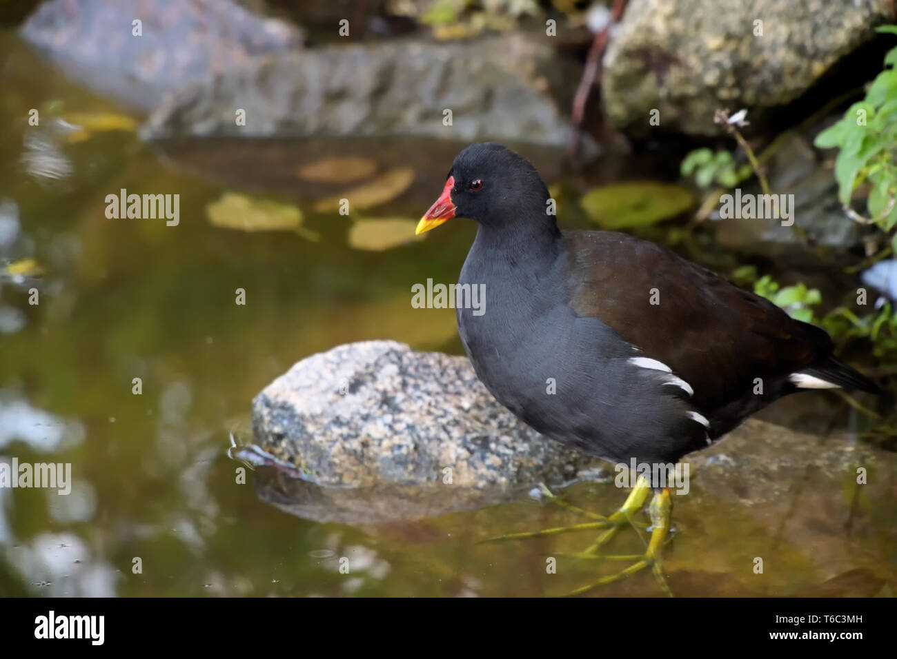 Eurasian common moorhen hi-res stock photography and images - Alamy