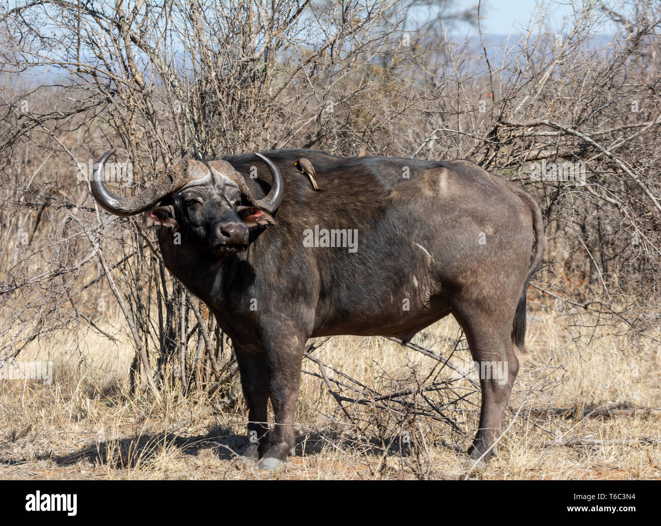 Cape Buffalo in Southern African savanna Stock Photo - Alamy