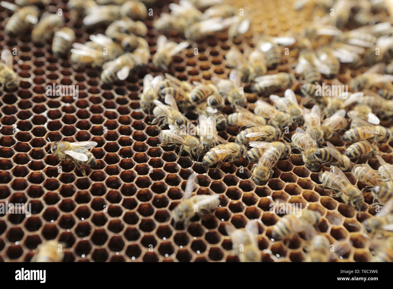 Beehive hive hi-res stock photography and images - Alamy