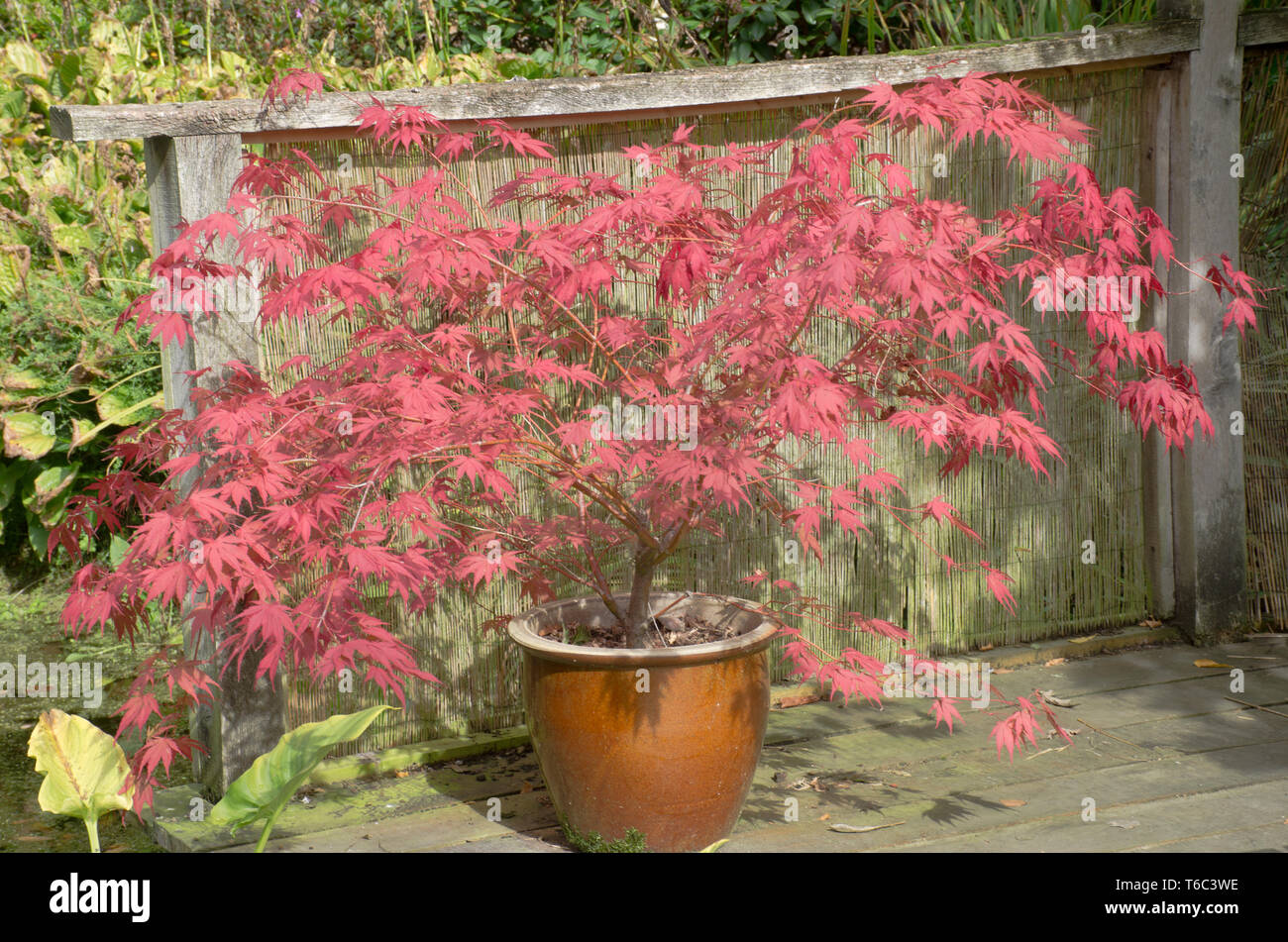 Acer tree in pot hi-res stock photography and images - Alamy