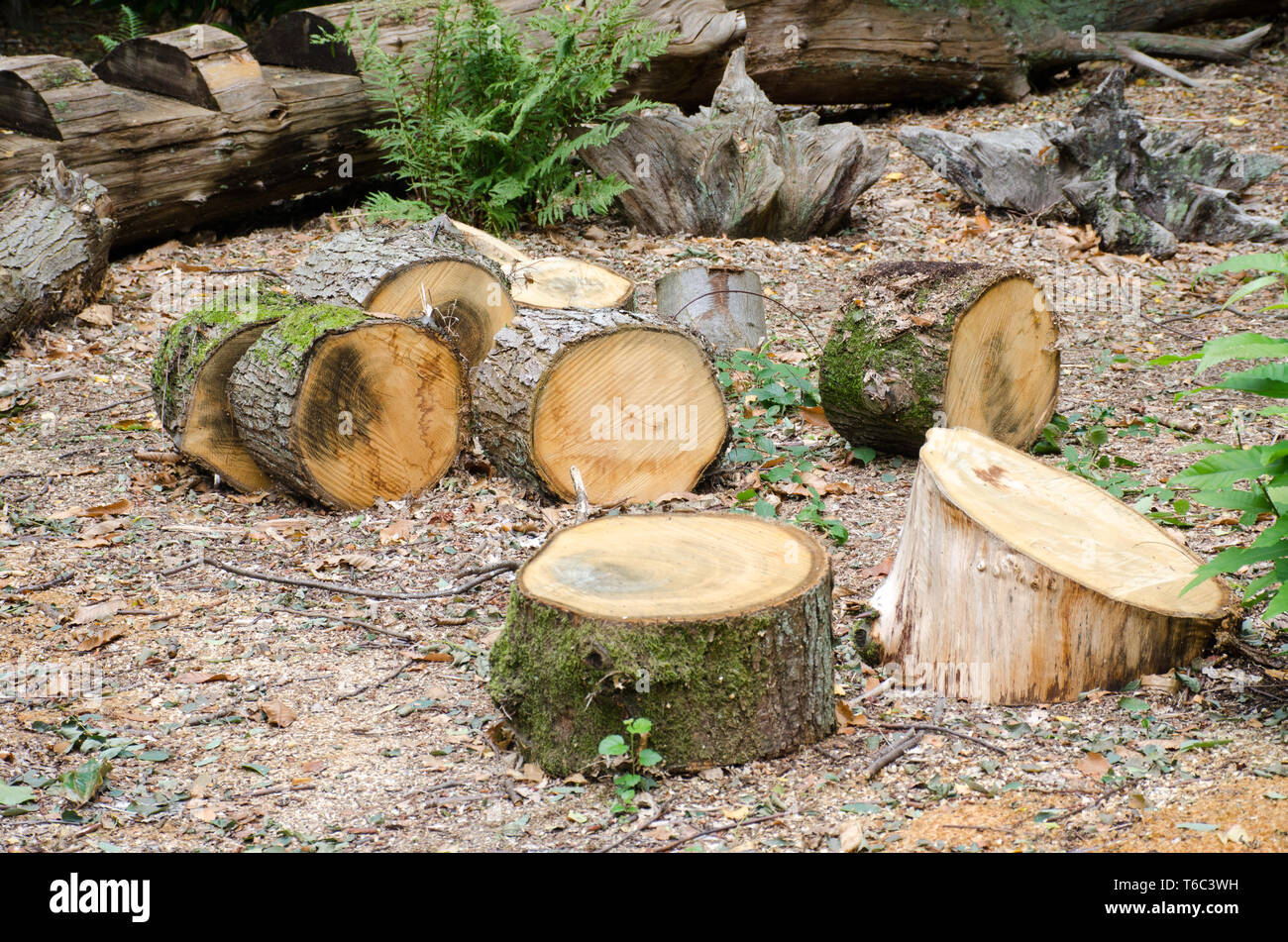 Log on forest floor hi-res stock photography and images - Alamy