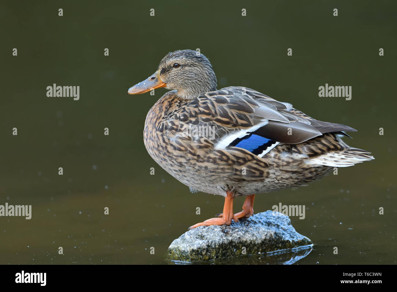 Mallard duck female sweet hi-res stock photography and images - Alamy