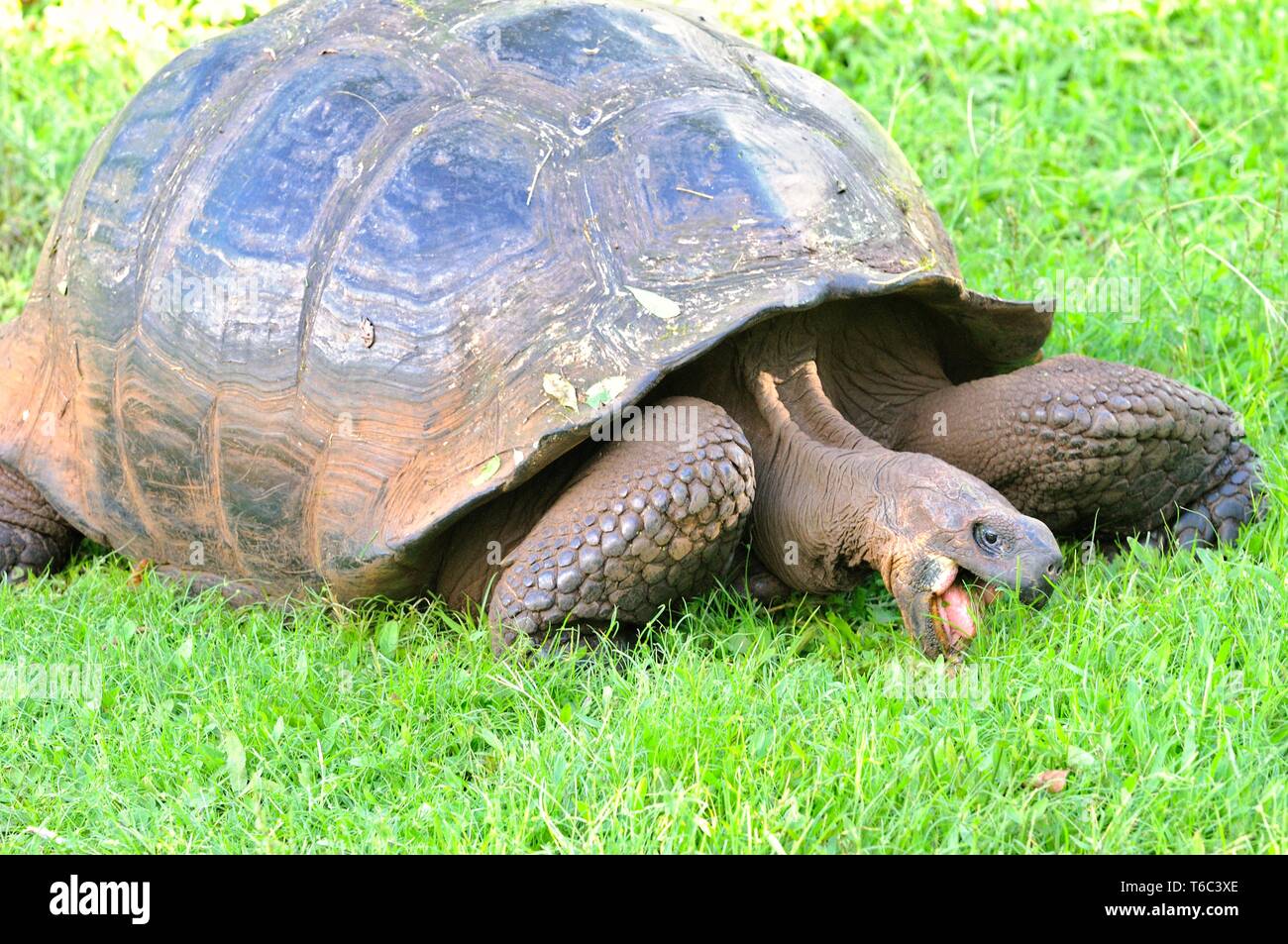 Giant turtle on Santa Cruz Galapagos Islands Ecuador Stock Photo - Alamy