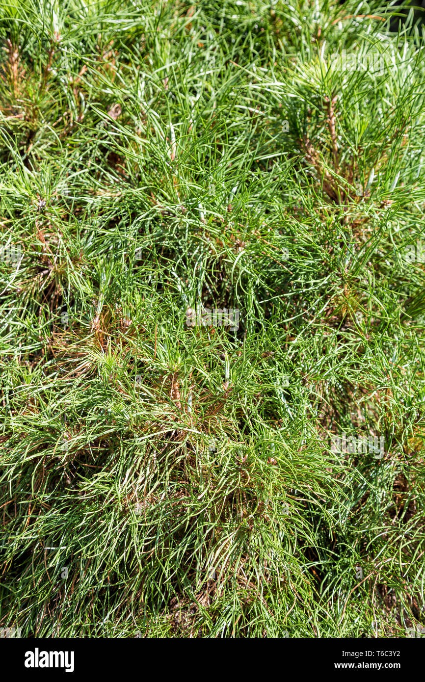 Pine tree texture hi-res stock photography and images - Alamy