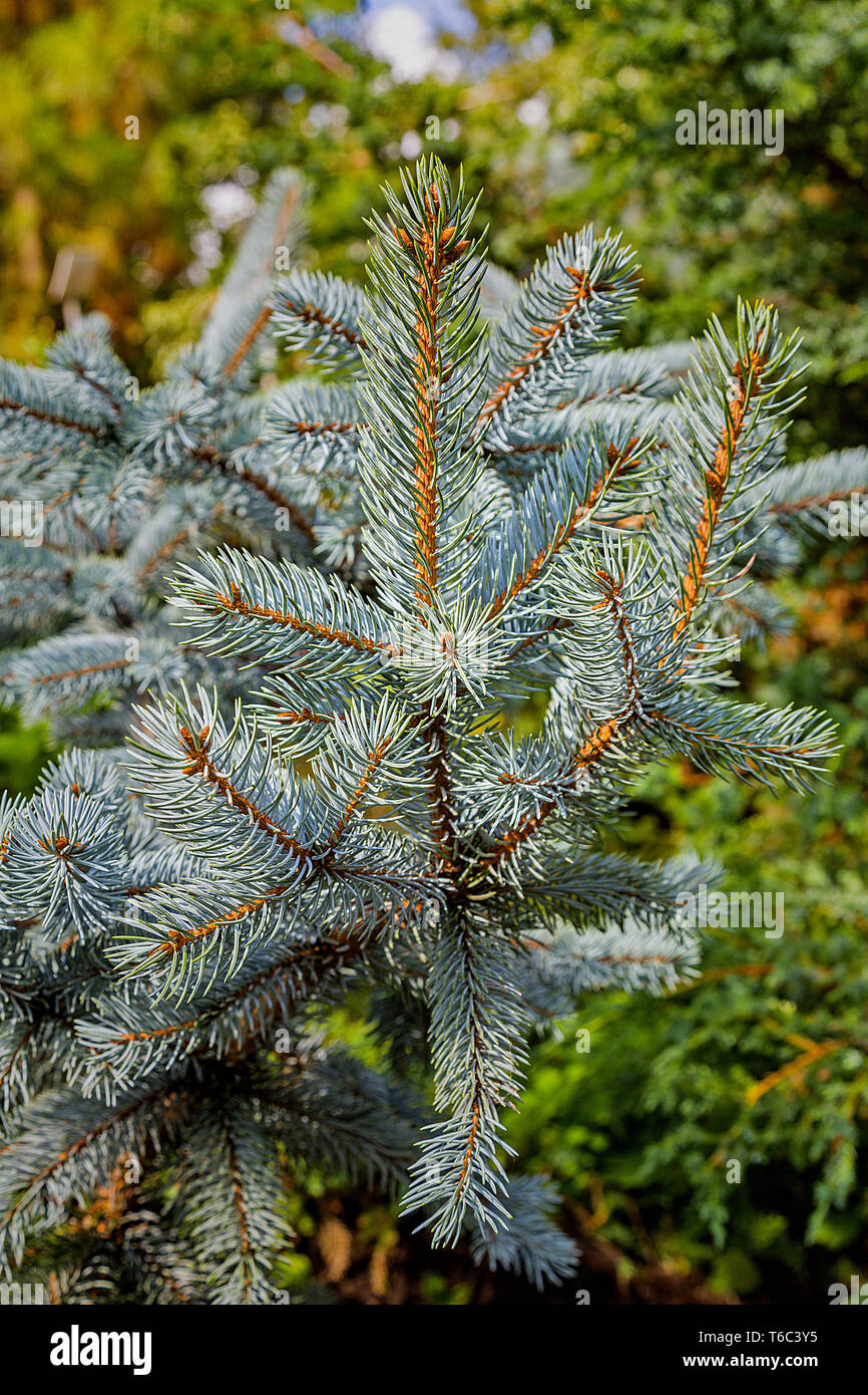 Pine tree texture Stock Photo - Alamy
