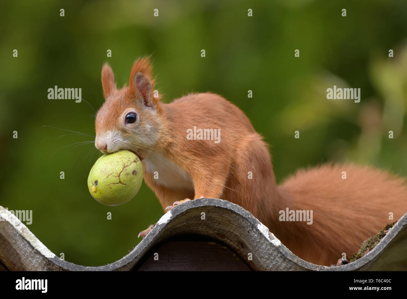 Walnuttree hi-res stock photography and images - Alamy