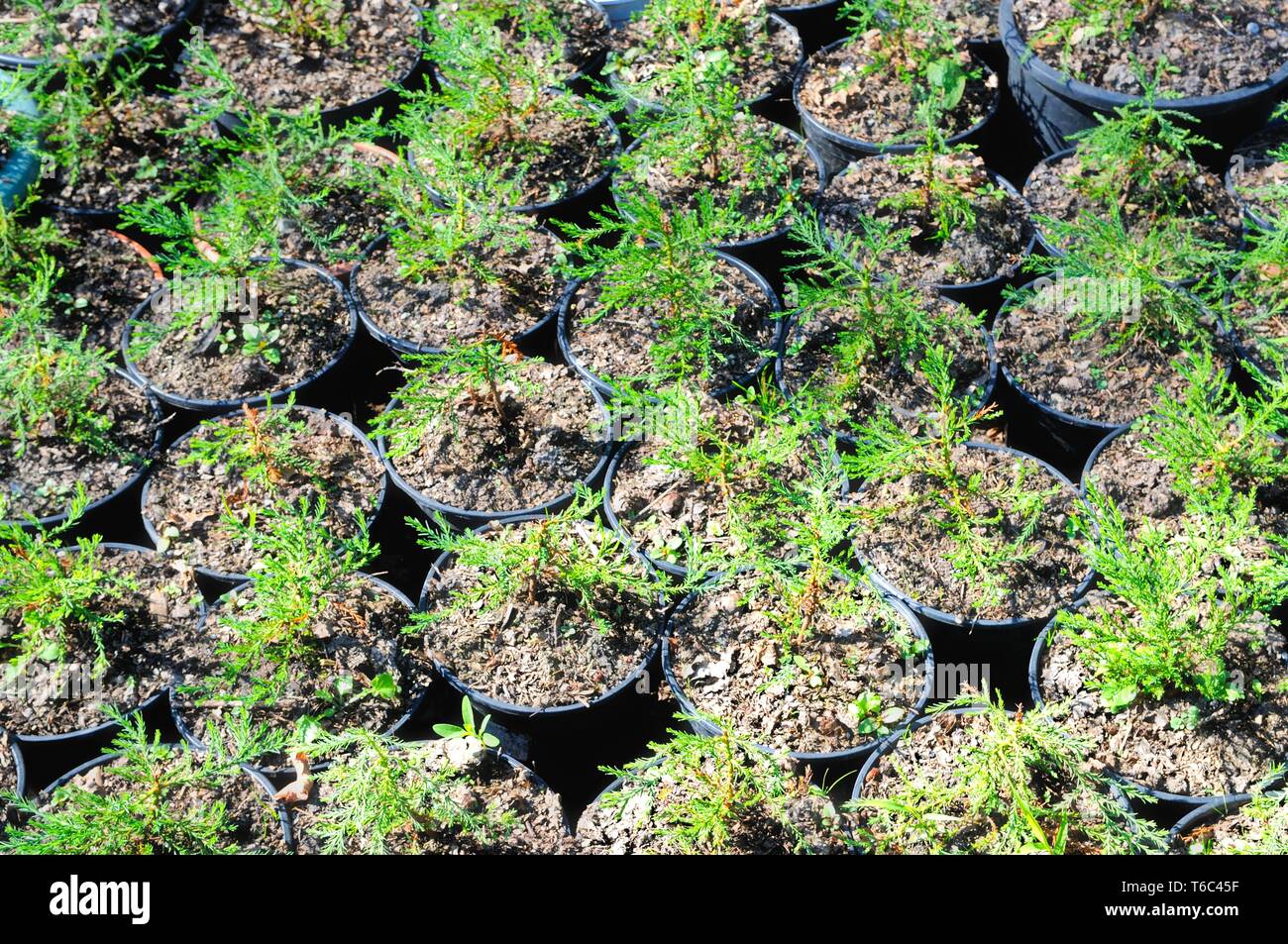 Small trees in pots hi-res stock photography and images - Alamy