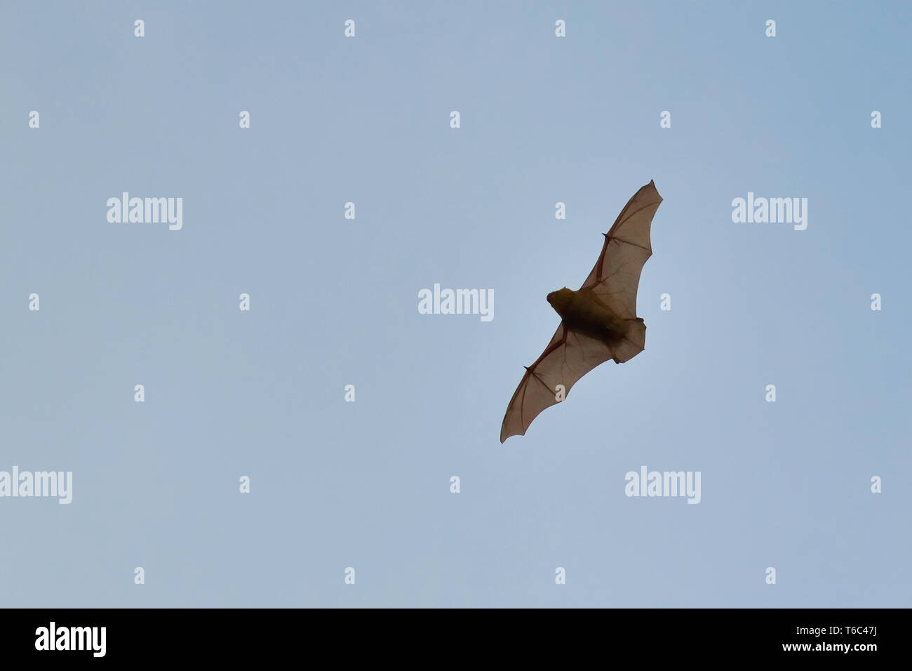 Noctule nyctalus noctula hi-res stock photography and images - Alamy