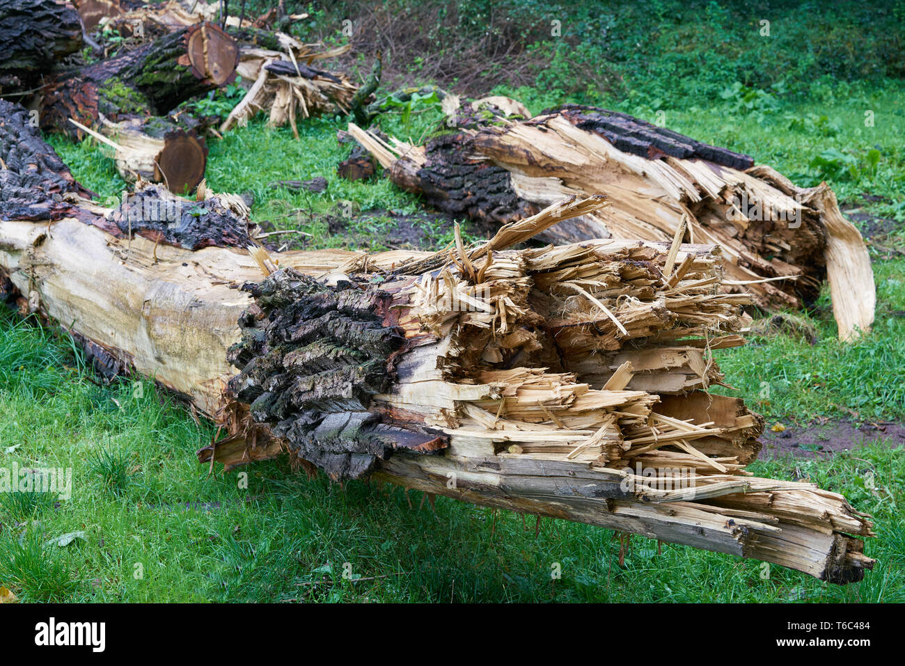Fallen trees in storm damage hi-res stock photography and images - Alamy