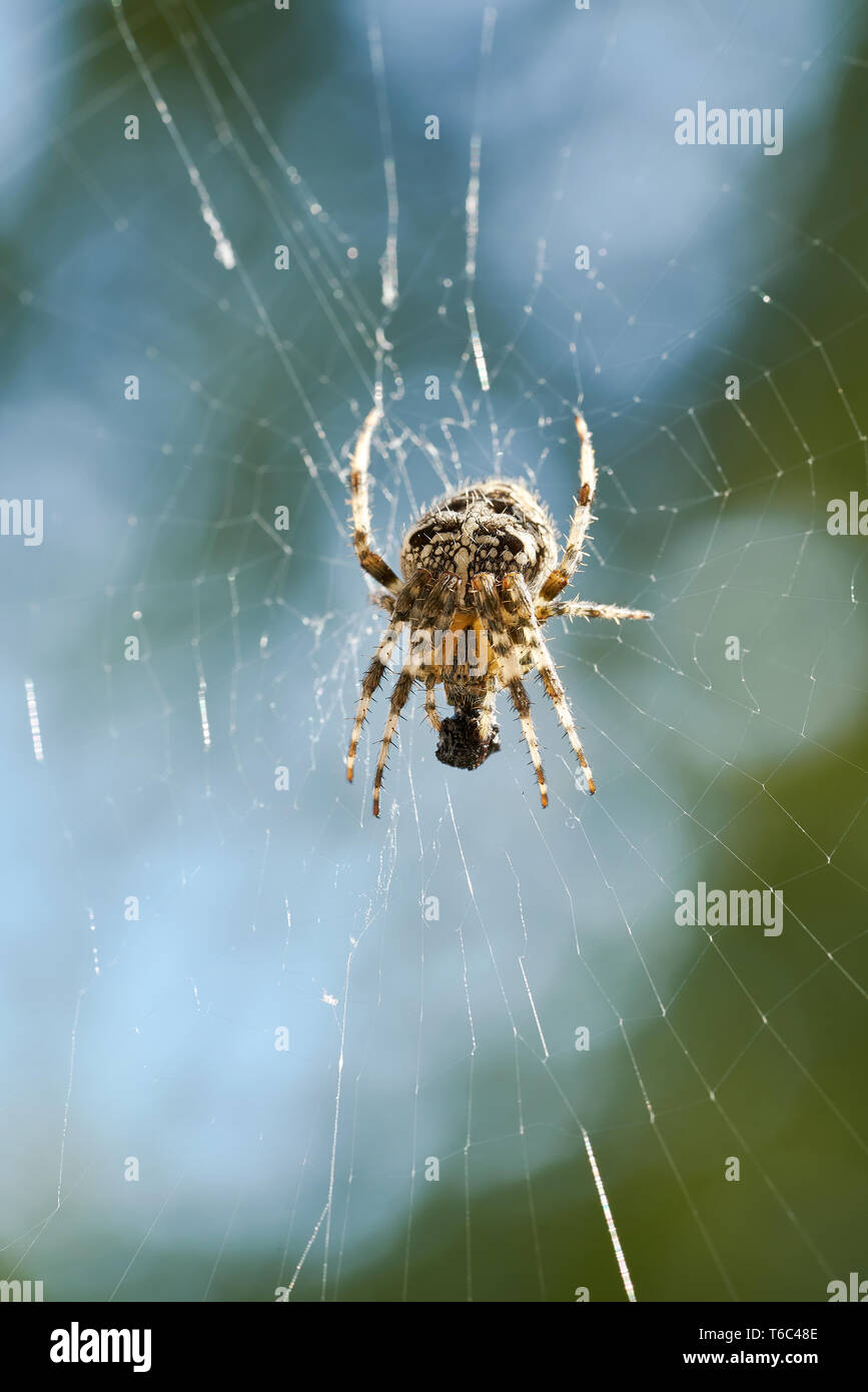 Cross Spider while eating their captured prey Stock Photo - Alamy