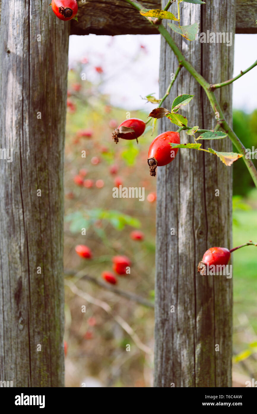 Grow rose hips hi-res stock photography and images - Alamy