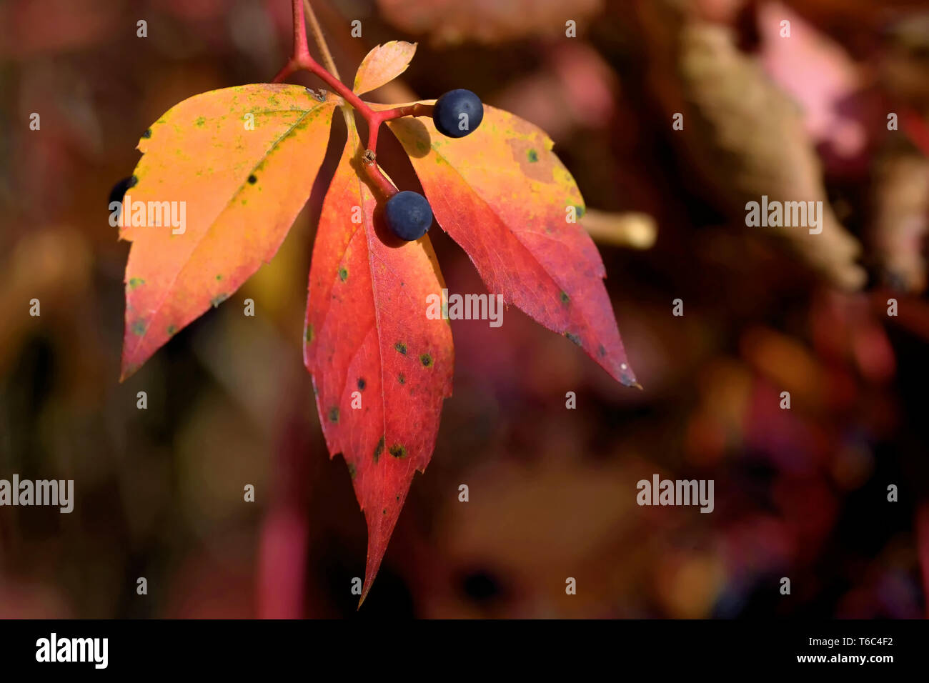Virginia creeper garden hi-res stock photography and images - Alamy