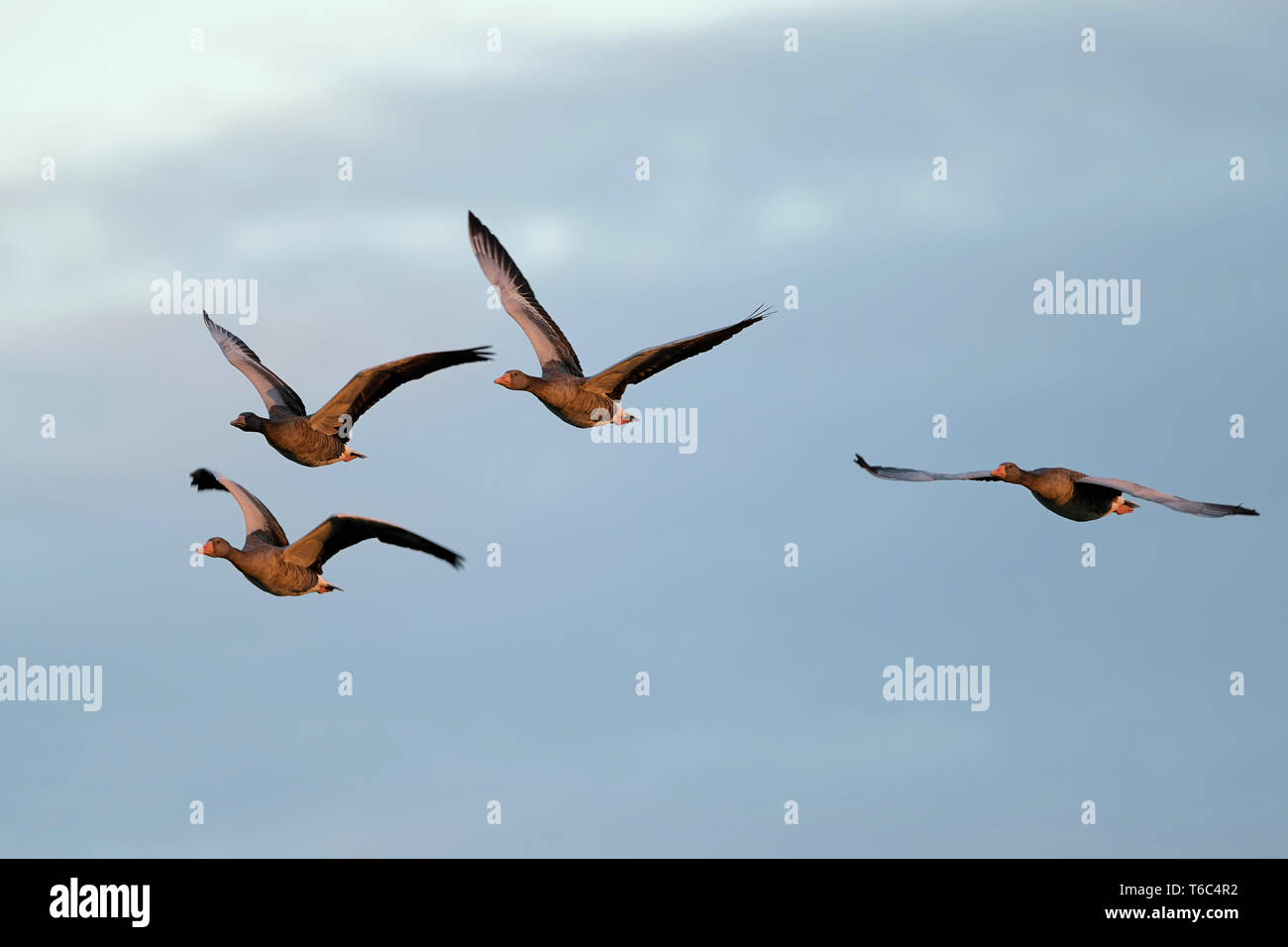 grey goose flying Stock Photo - Alamy