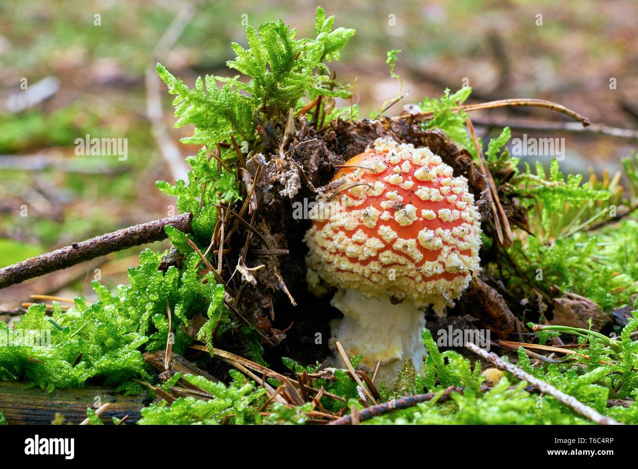 Toadstool species hi-res stock photography and images - Alamy