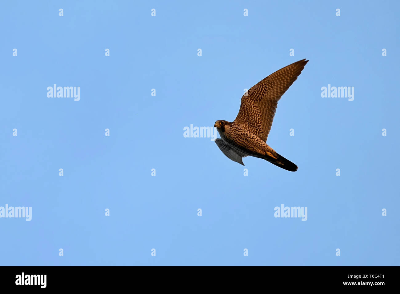 Peregrine falcon flying blue hi-res stock photography and images - Alamy