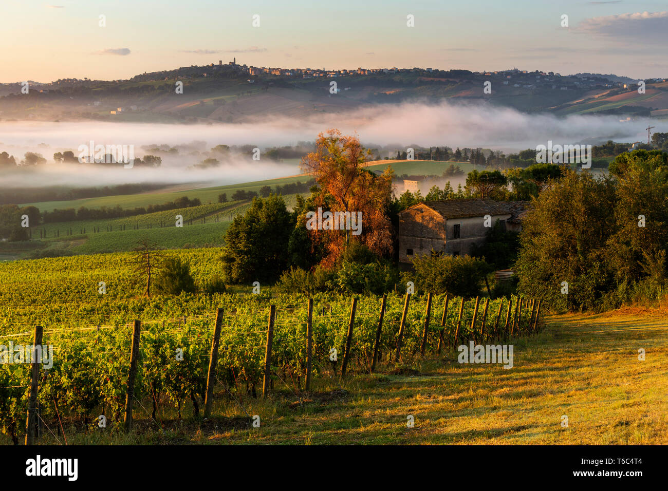 Italy, Marche. Macerata district. Urbisglia. Typical Marche landscape ...